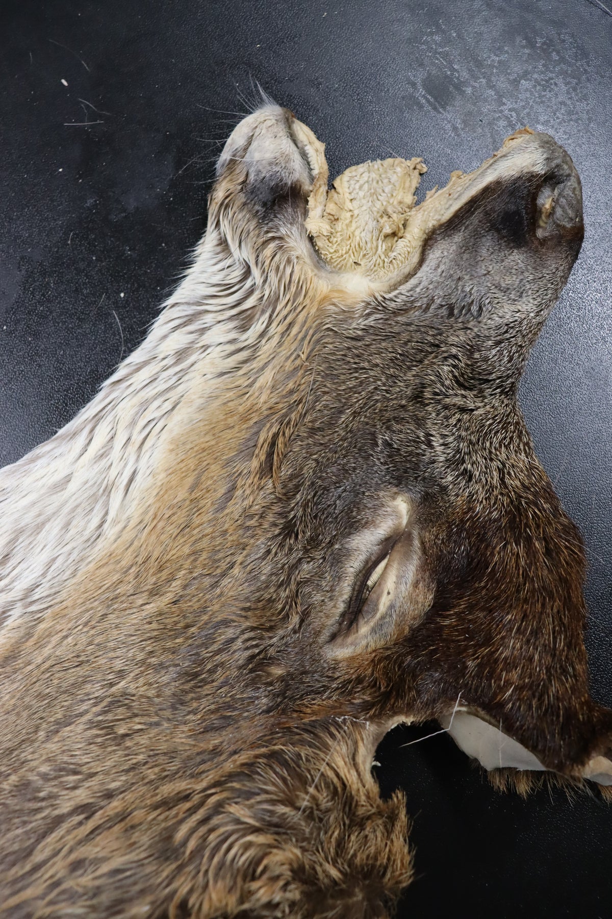 Taxidermy & Tannery – Old Barn Taxidermy & Tannery