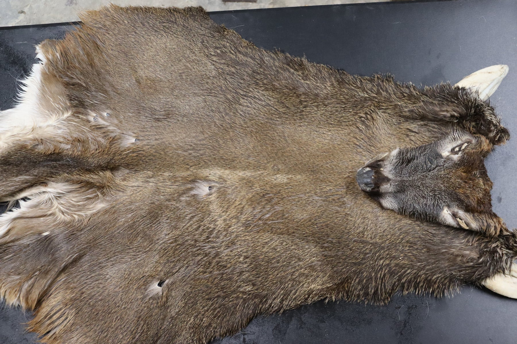 Tanned Hides For Sale - Old Barn Inc. – Old Barn Taxidermy & Tannery