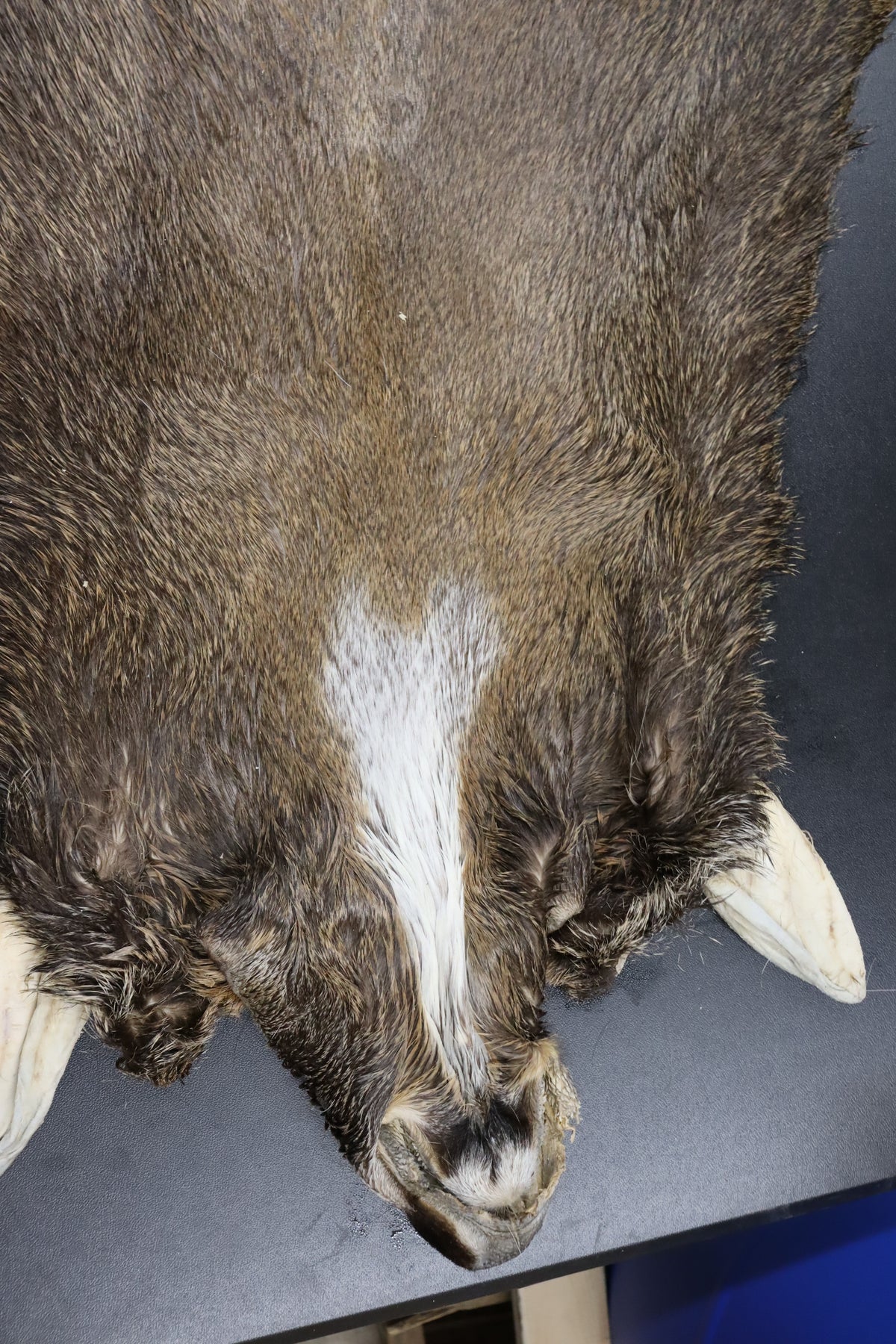 Products – Old Barn Taxidermy & Tannery