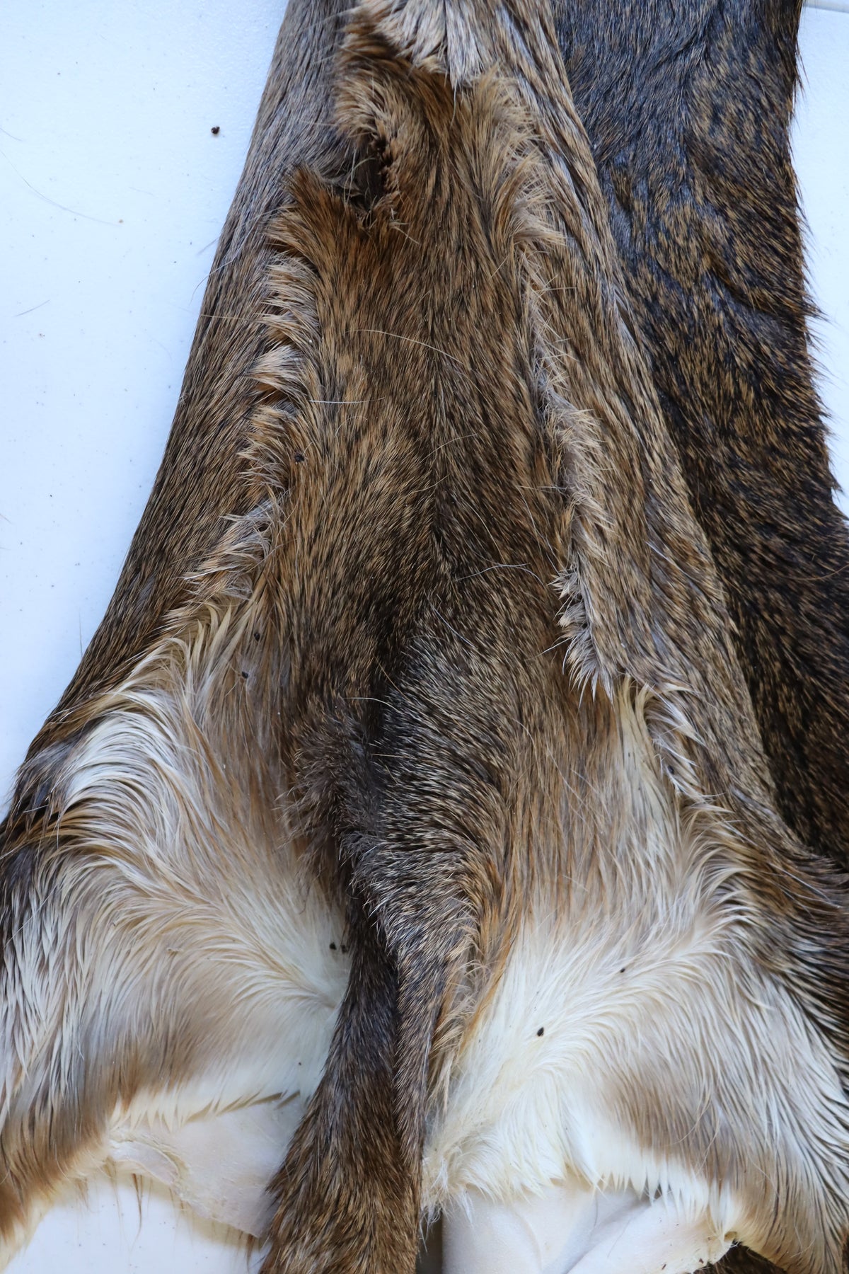 Tanned Hides For Sale - Old Barn Inc. – Old Barn Taxidermy & Tannery