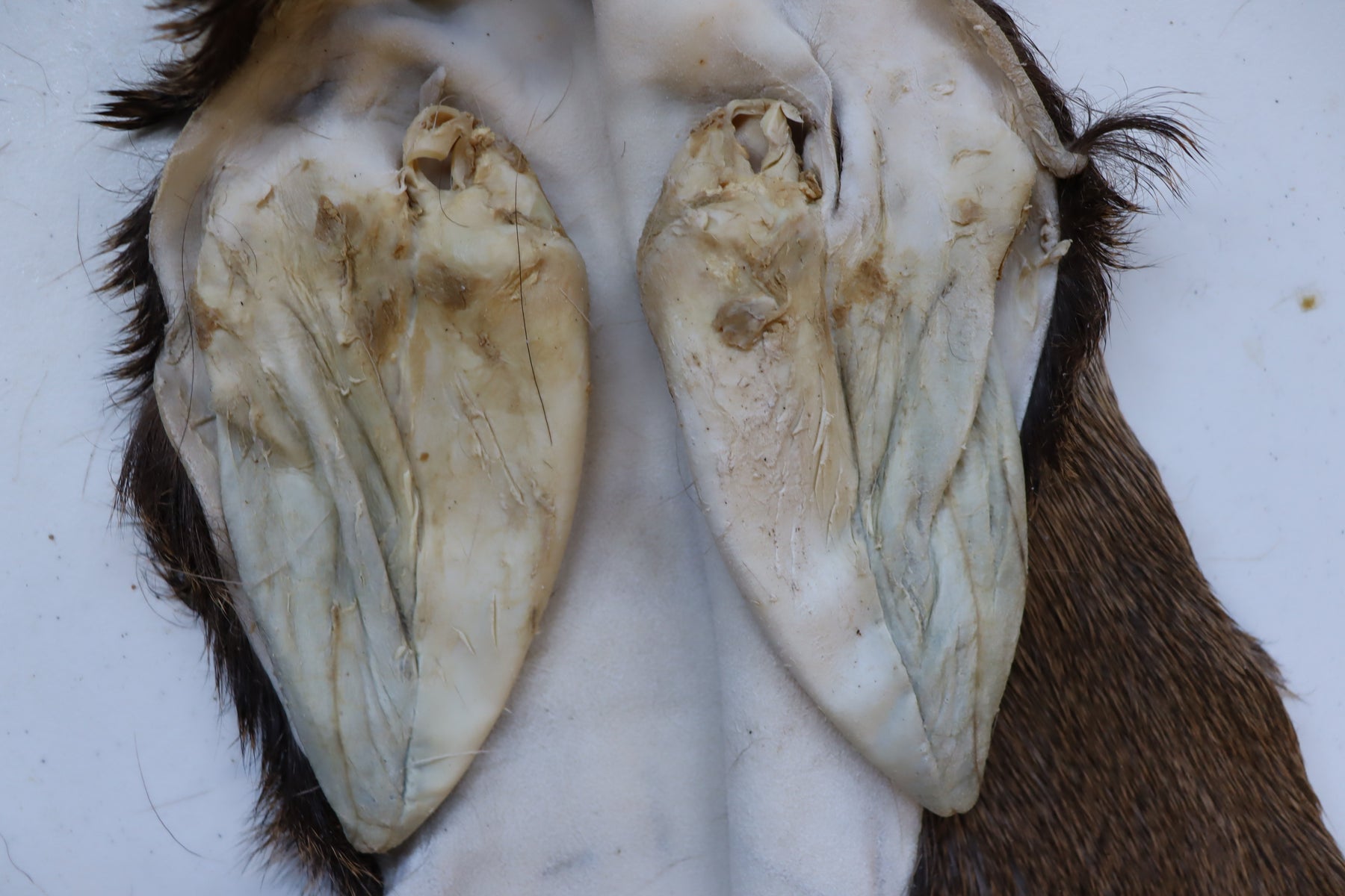 Tanned Hides For Sale - Old Barn Inc. – Old Barn Taxidermy & Tannery