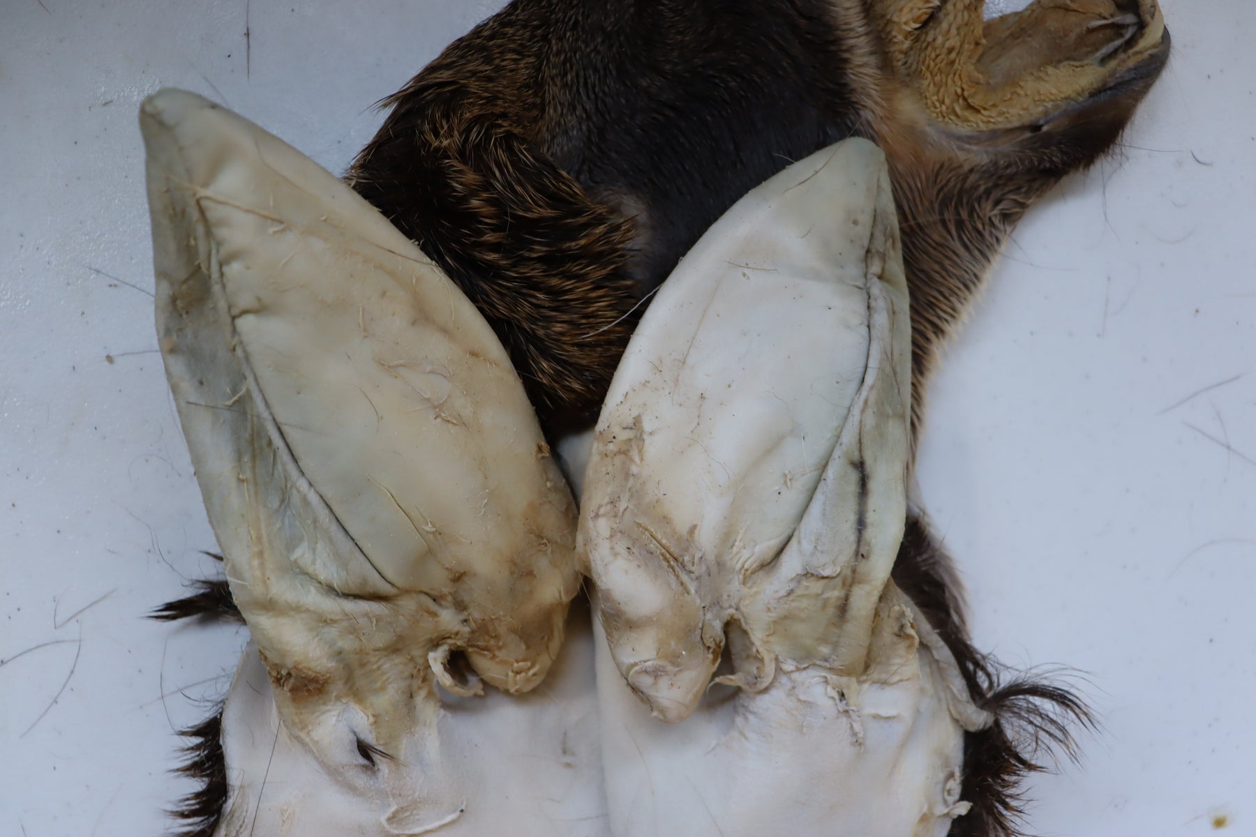 Tanned Hides For Sale - Old Barn Inc. – Old Barn Taxidermy & Tannery