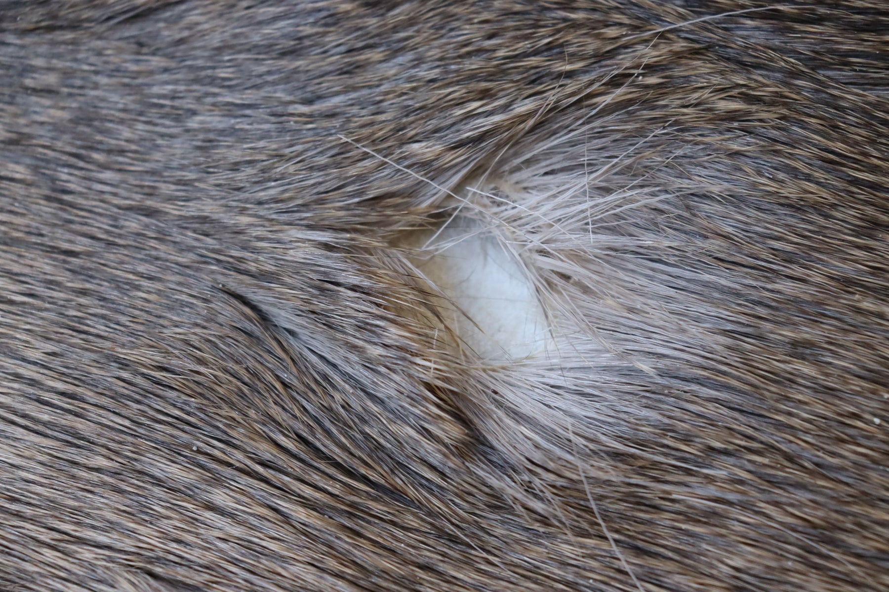 Tanned Hides For Sale - Old Barn Inc. – Old Barn Taxidermy & Tannery