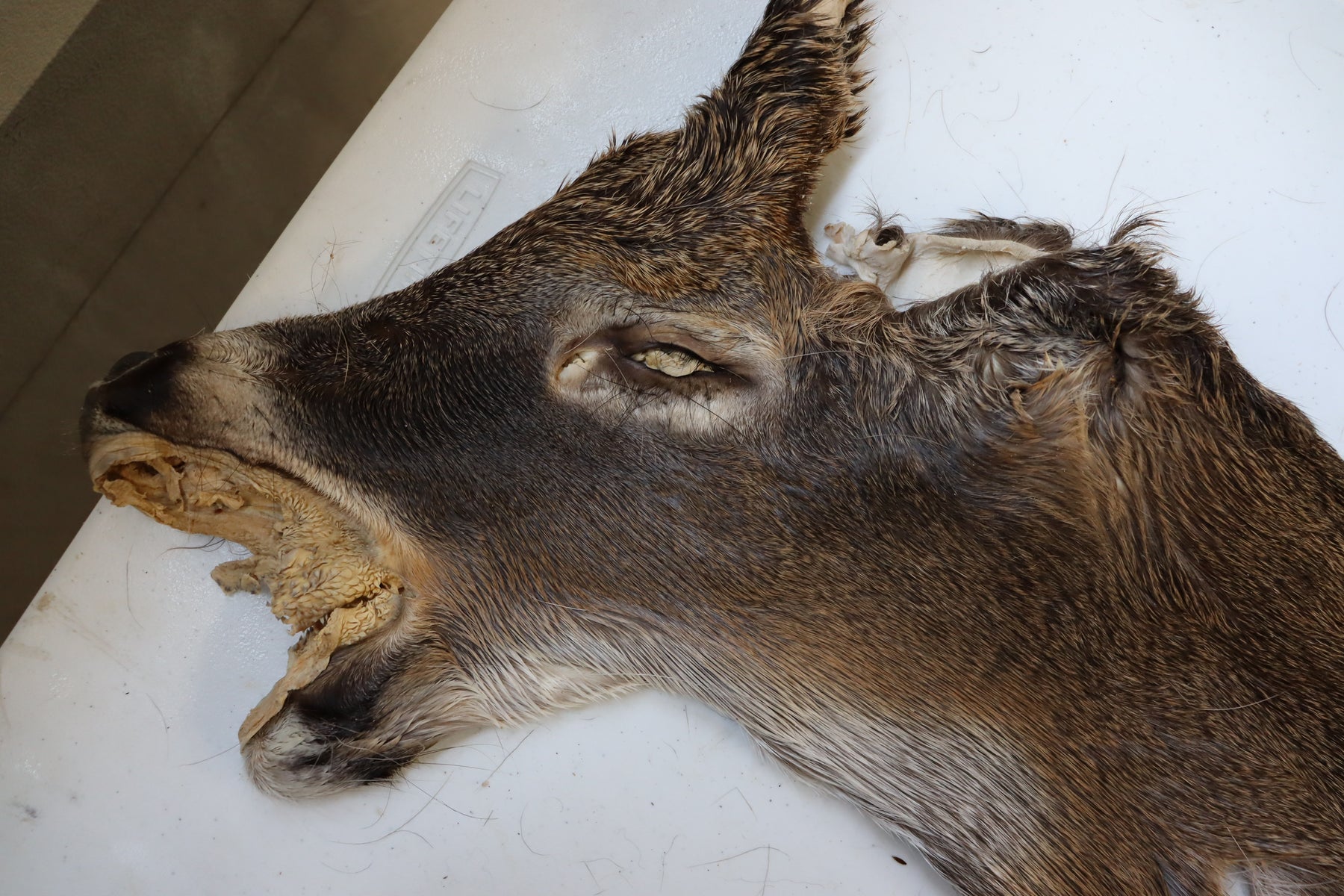 Tanned Hides For Sale - Old Barn Inc. – Old Barn Taxidermy & Tannery