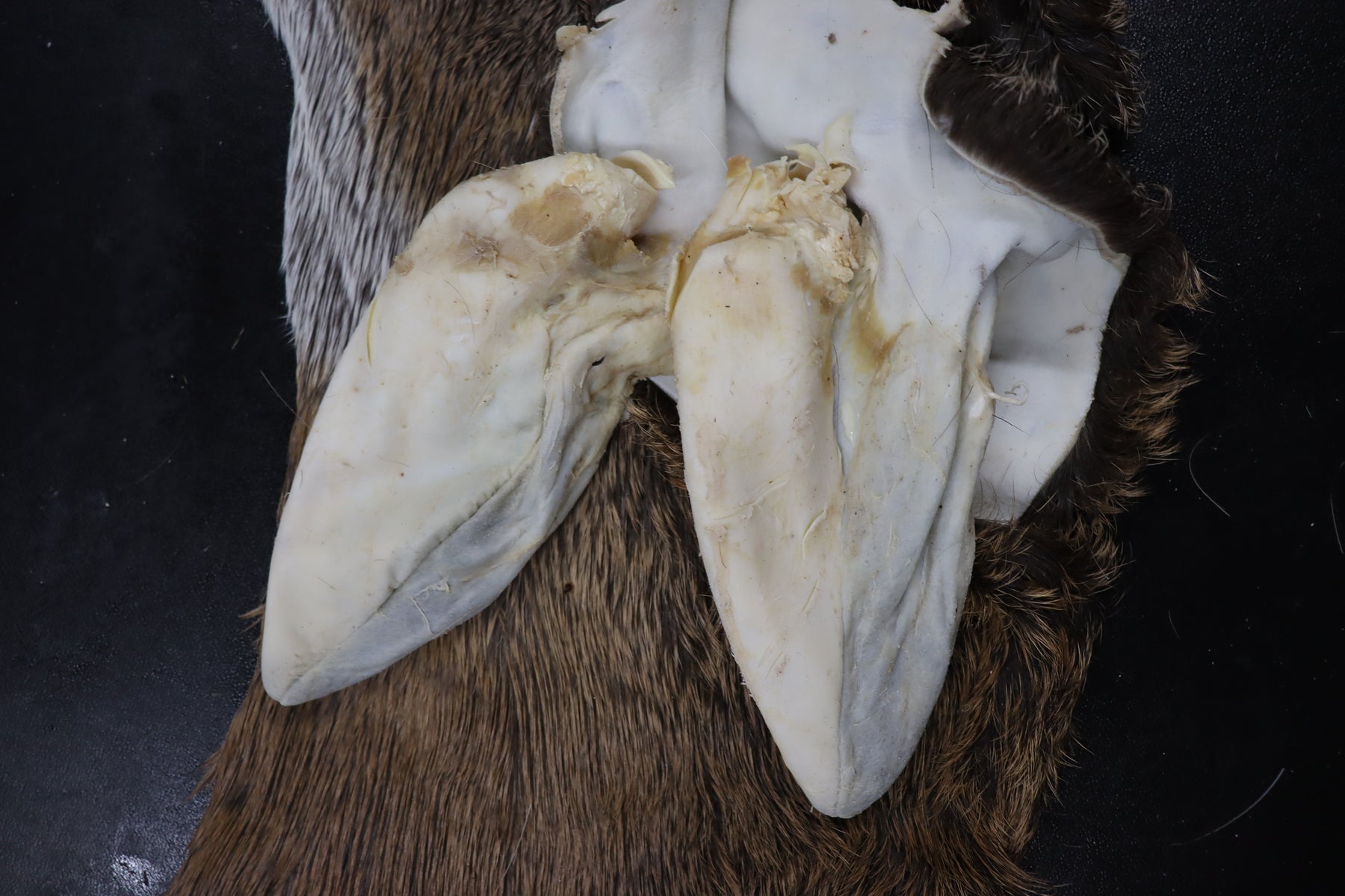 Tanned Hides For Sale - Old Barn Inc. – Old Barn Taxidermy & Tannery