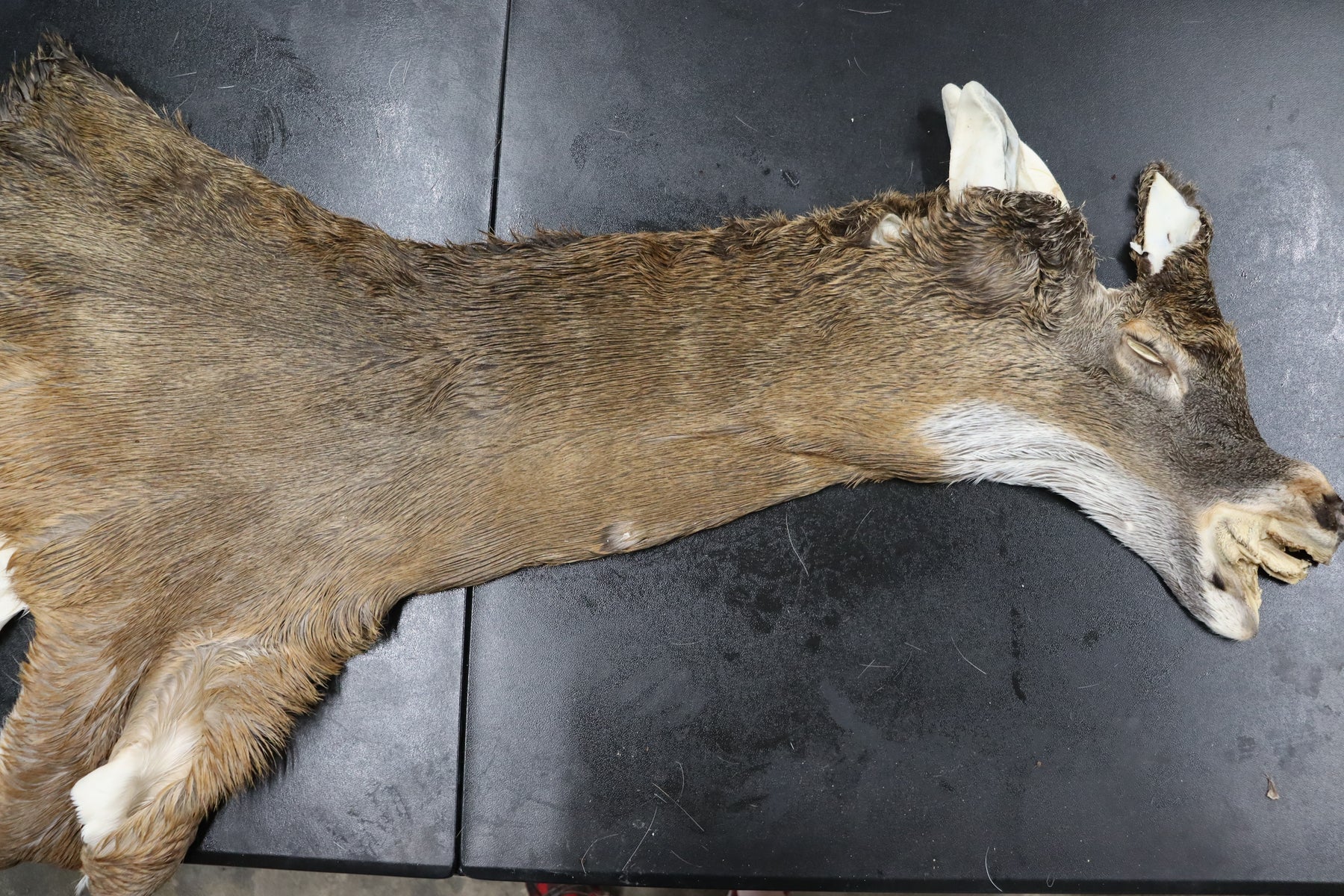 Tanned Hides For Sale - Old Barn Inc. – Old Barn Taxidermy & Tannery