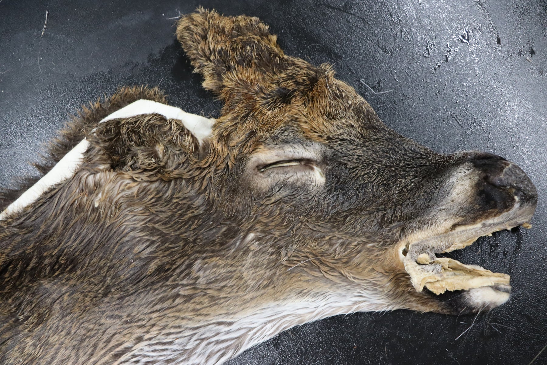 Taxidermy & Tannery – Old Barn Taxidermy & Tannery