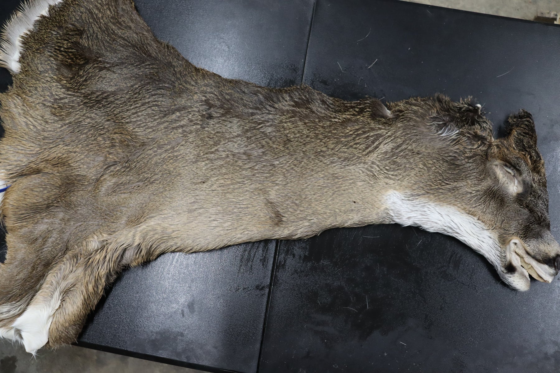 Tanned Hides For Sale - Old Barn Inc. – Old Barn Taxidermy & Tannery