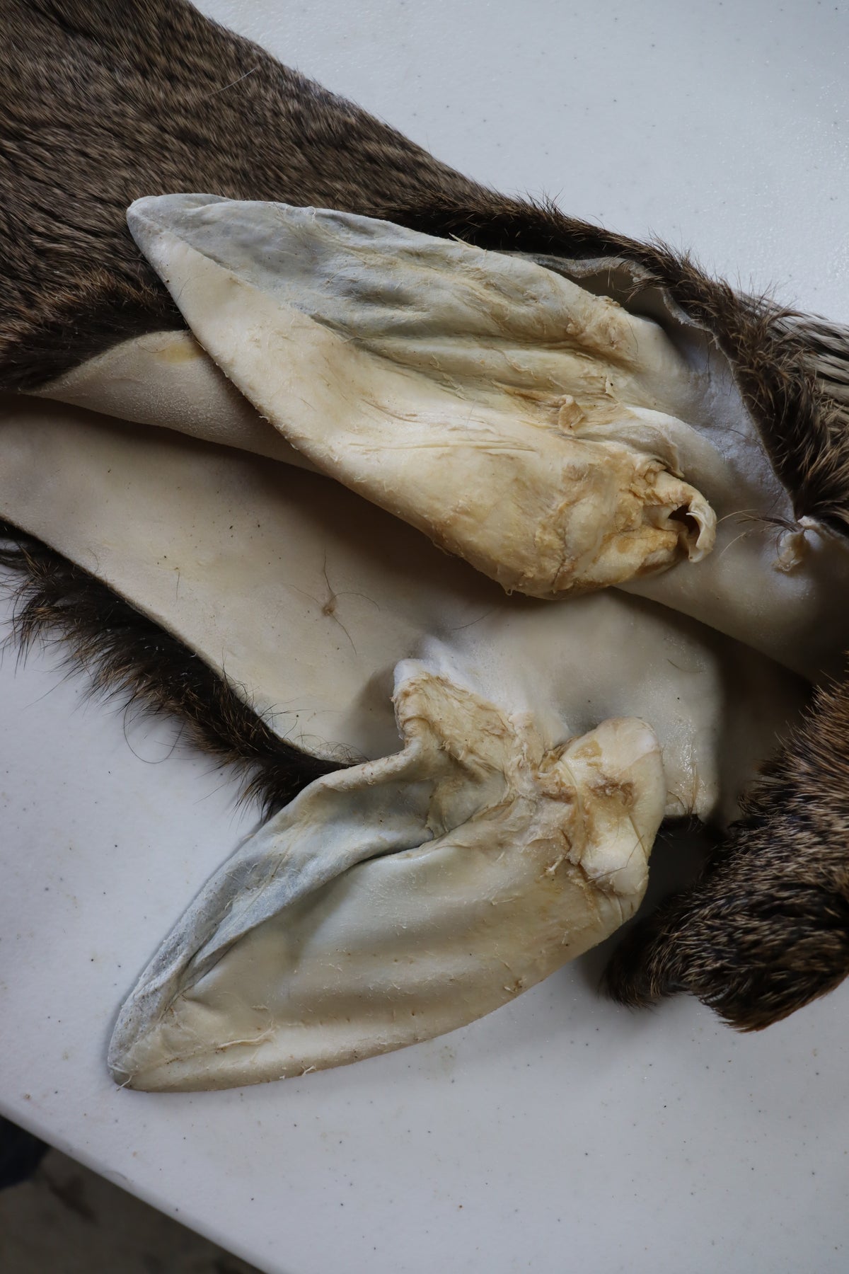 Tanned Hides For Sale - Old Barn Inc. – Old Barn Taxidermy & Tannery