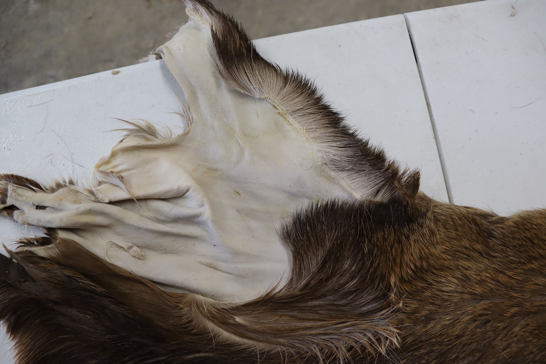 Tanned Hides For Sale - Old Barn Inc. – Page 2 – Old Barn Taxidermy ...