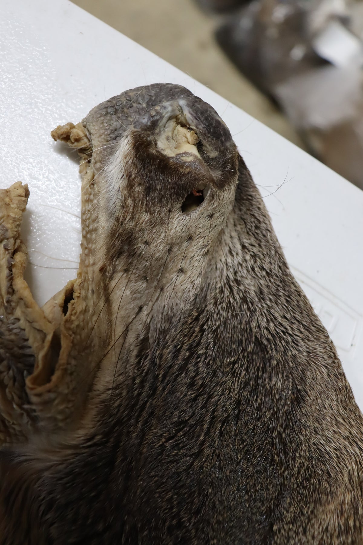 Tanned Hides For Sale - Old Barn Inc. – Old Barn Taxidermy & Tannery
