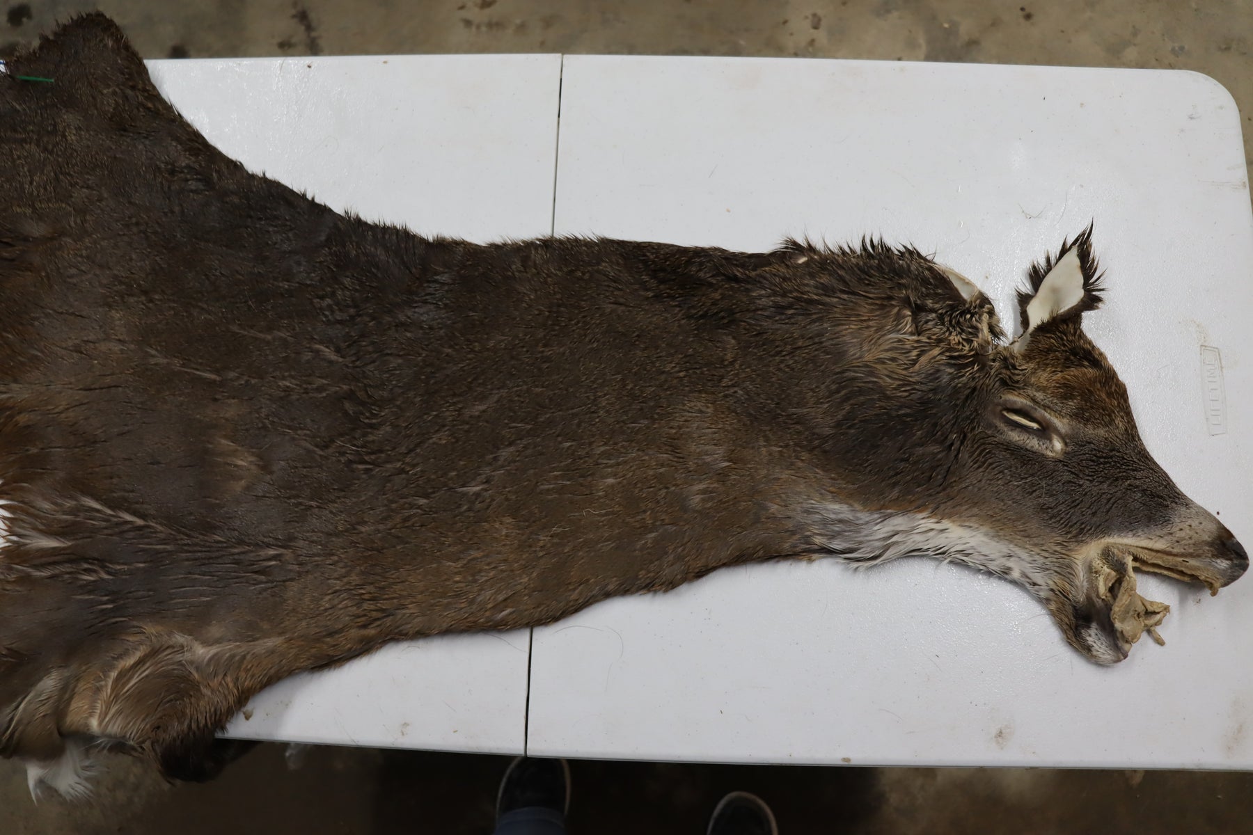 Tanned Hides For Sale - Old Barn Inc. – Old Barn Taxidermy & Tannery