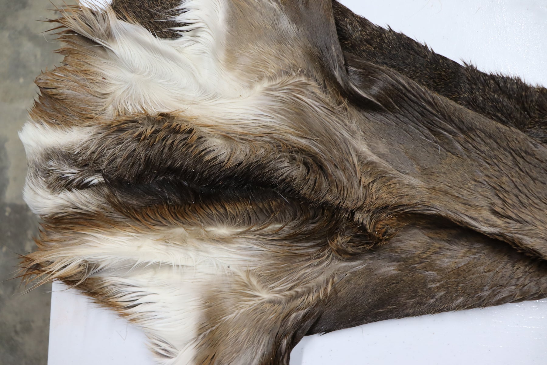 Tanned Hides For Sale - Old Barn Inc. – Old Barn Taxidermy & Tannery