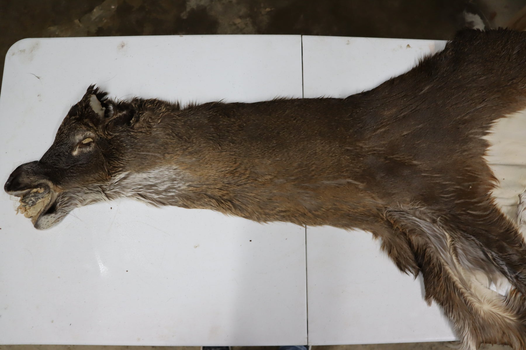 Taxidermy & Tannery – Old Barn Taxidermy & Tannery