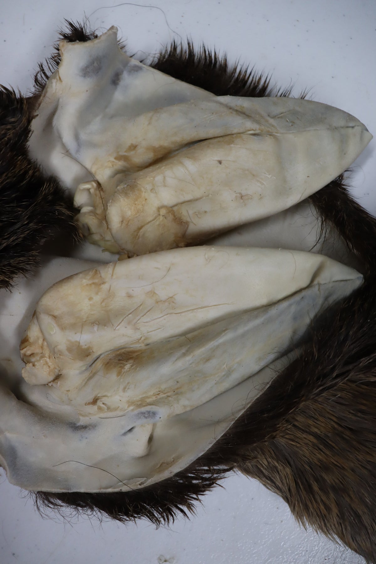 Tanned Hides For Sale - Old Barn Inc. – Old Barn Taxidermy & Tannery