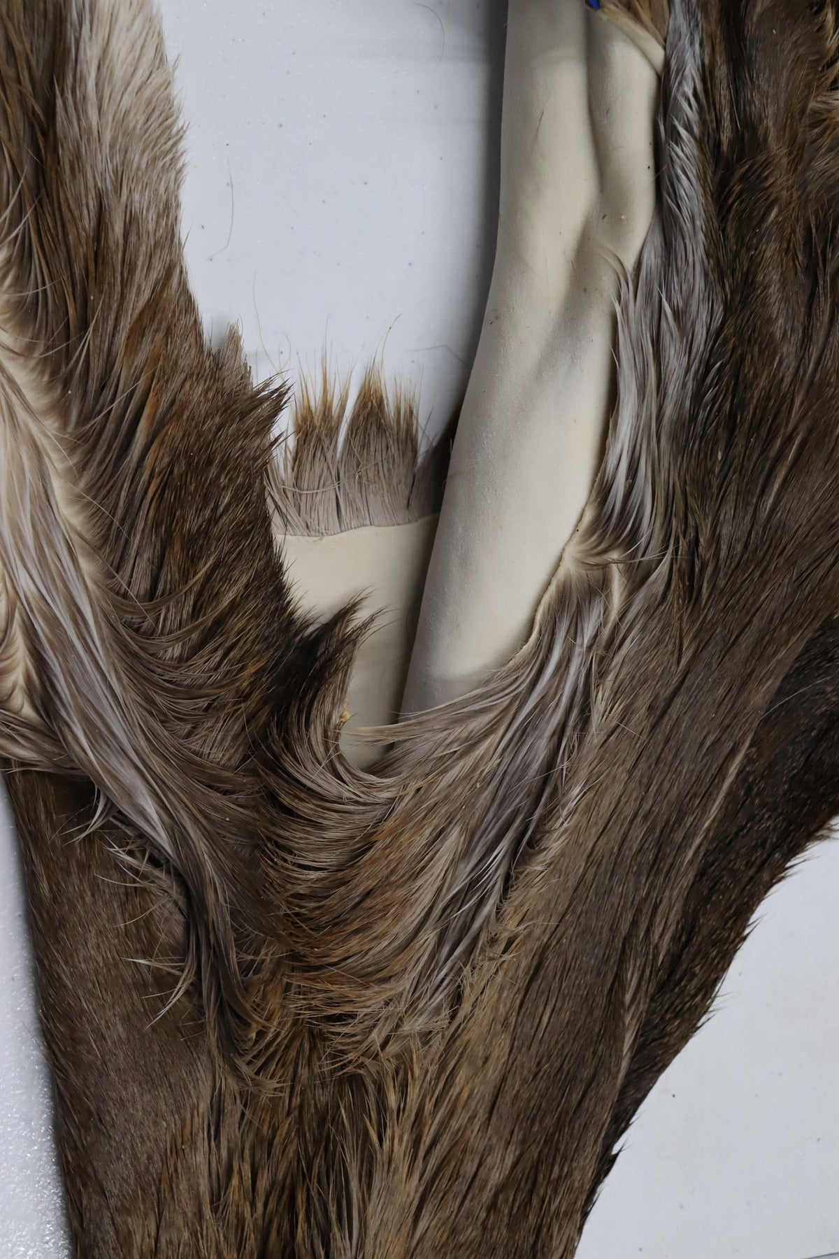 Taxidermy & Tannery – Old Barn Taxidermy & Tannery