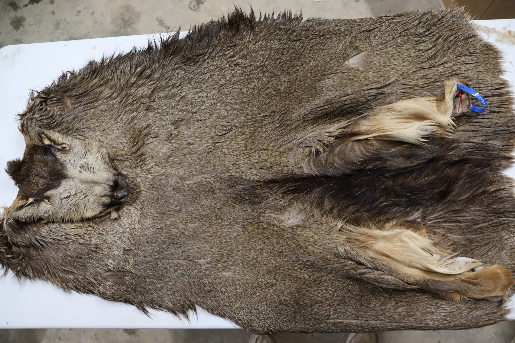 Tanned Hides For Sale - Old Barn Inc. – Old Barn Taxidermy & Tannery