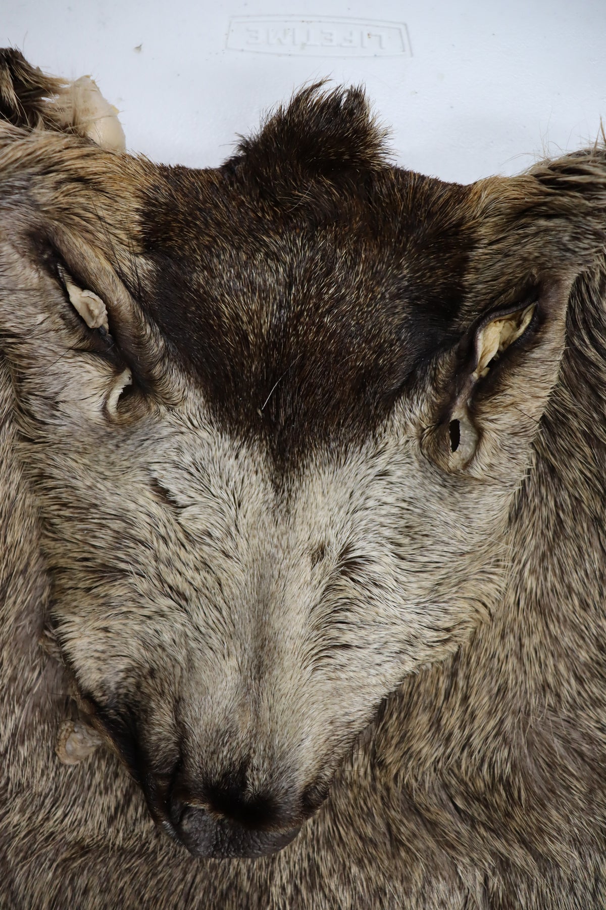 Tanned Hides For Sale - Old Barn Inc. – Old Barn Taxidermy & Tannery
