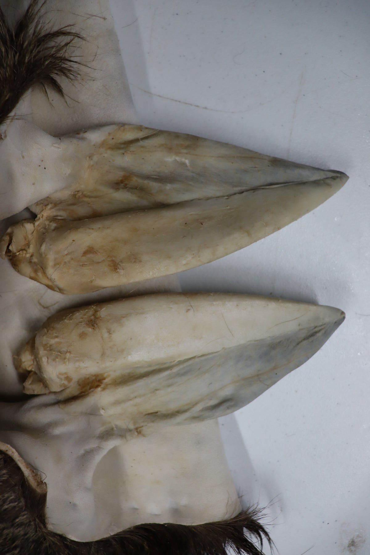 Tanned Hides For Sale - Old Barn Inc. – Old Barn Taxidermy & Tannery