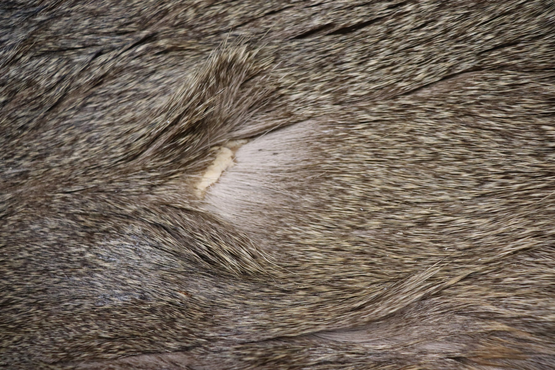 Tanned Hides For Sale - Old Barn Inc. – Old Barn Taxidermy & Tannery