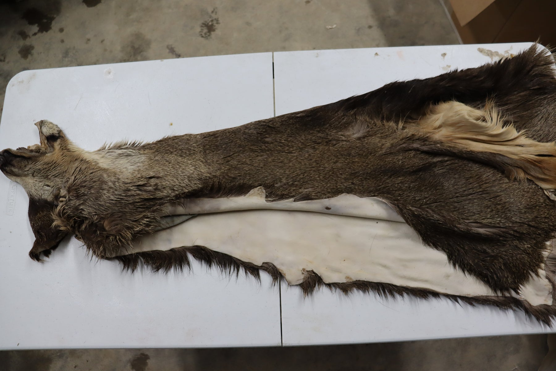 Tanned Hides For Sale - Old Barn Inc. – Old Barn Taxidermy & Tannery
