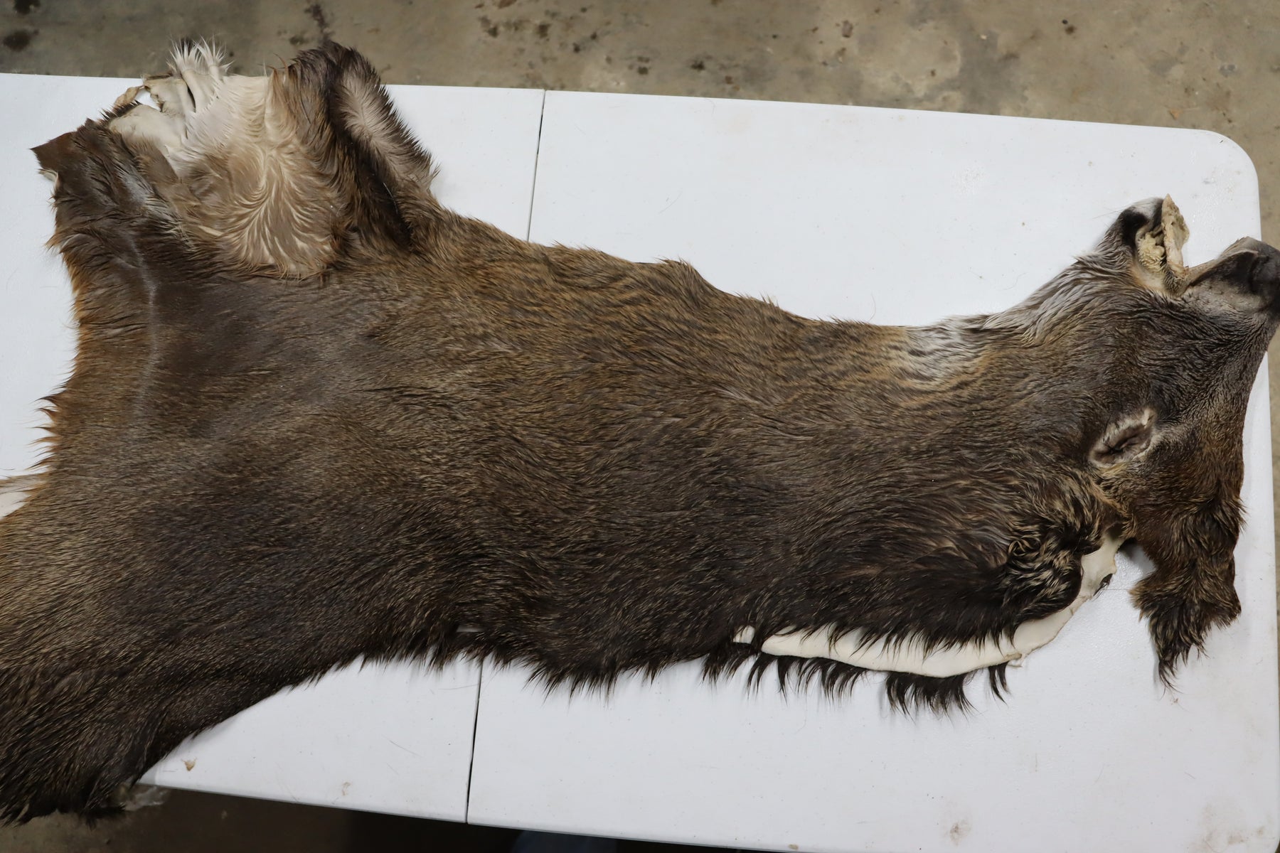 Tanned Hides For Sale - Old Barn Inc. – Old Barn Taxidermy & Tannery