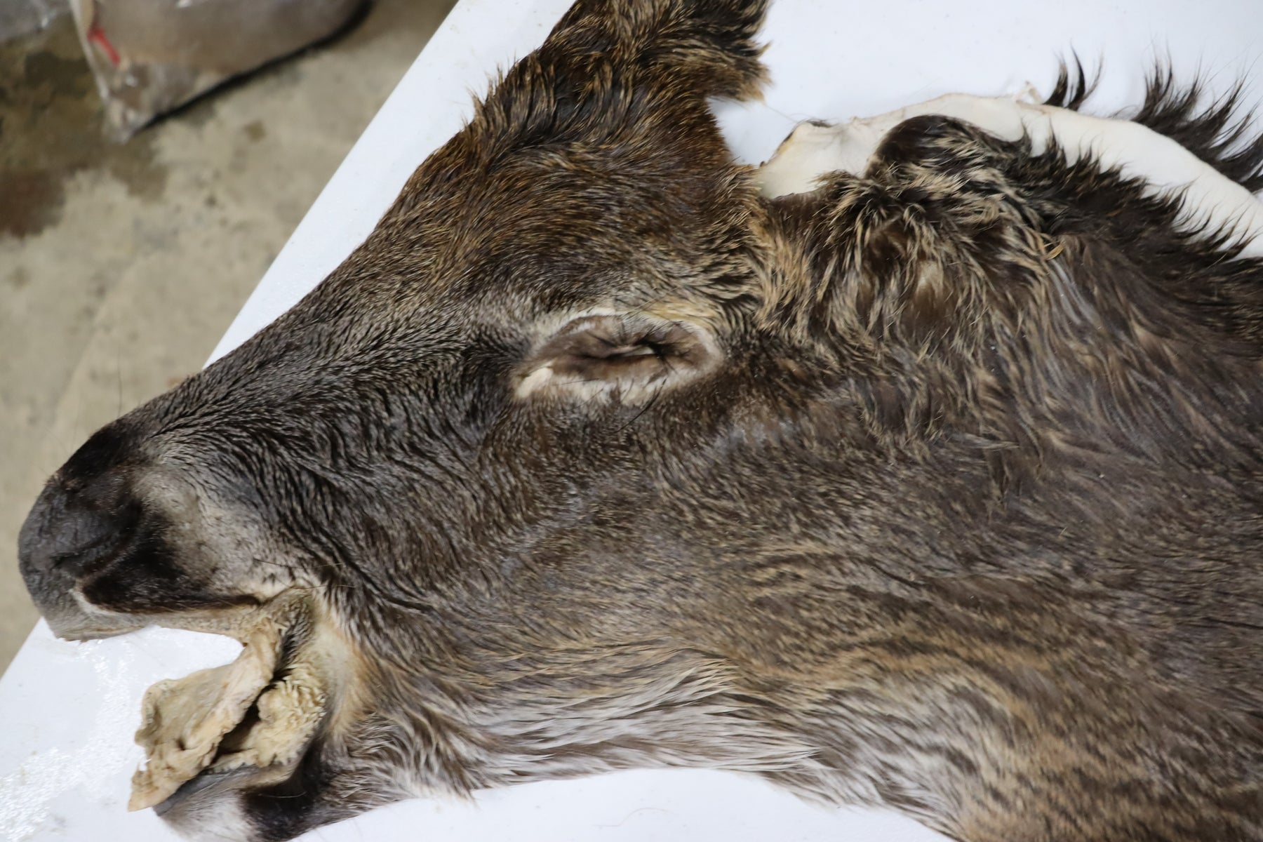 Tanned Hides For Sale - Old Barn Inc. – Old Barn Taxidermy & Tannery