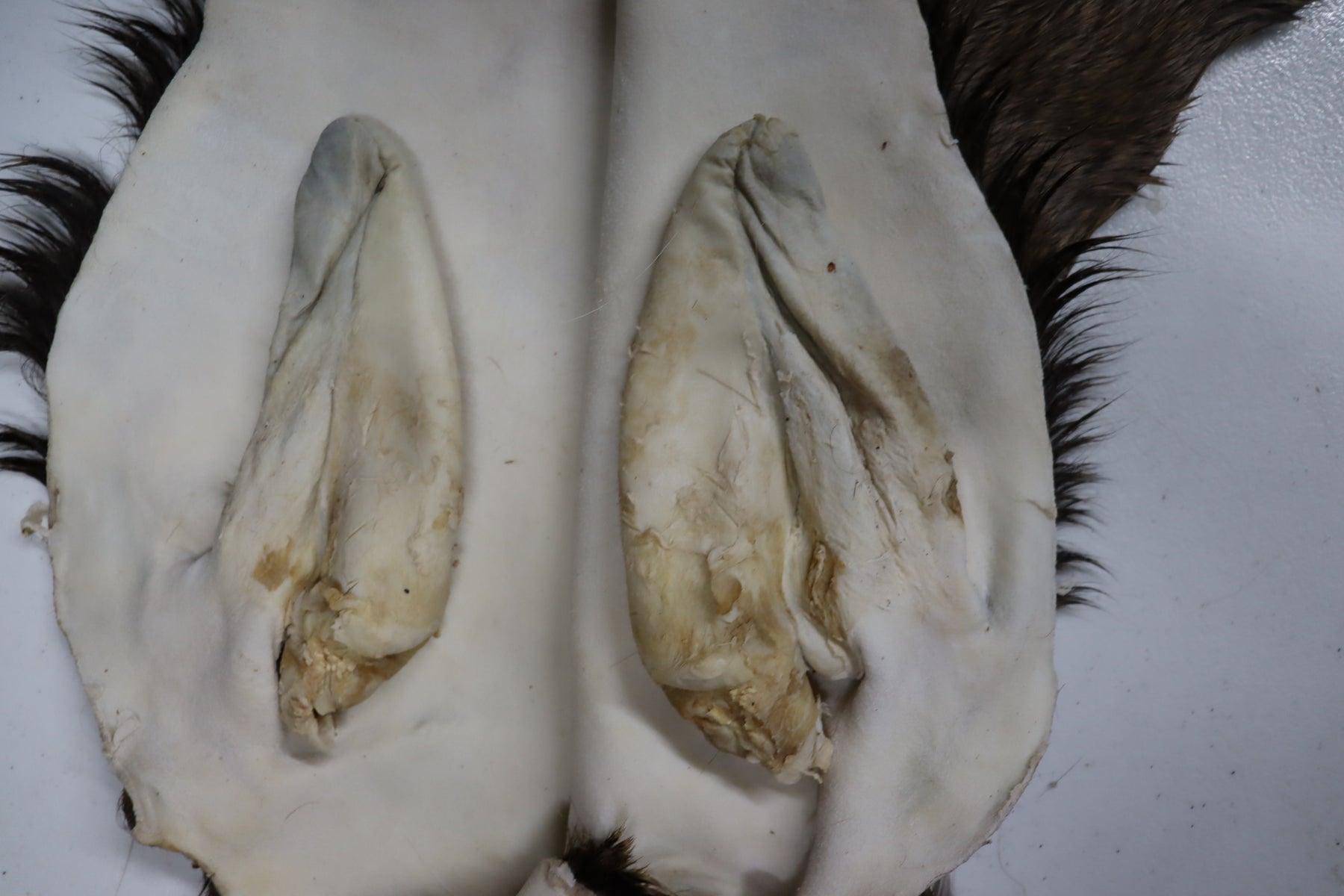 Tanned Hides For Sale - Old Barn Inc. – Old Barn Taxidermy & Tannery