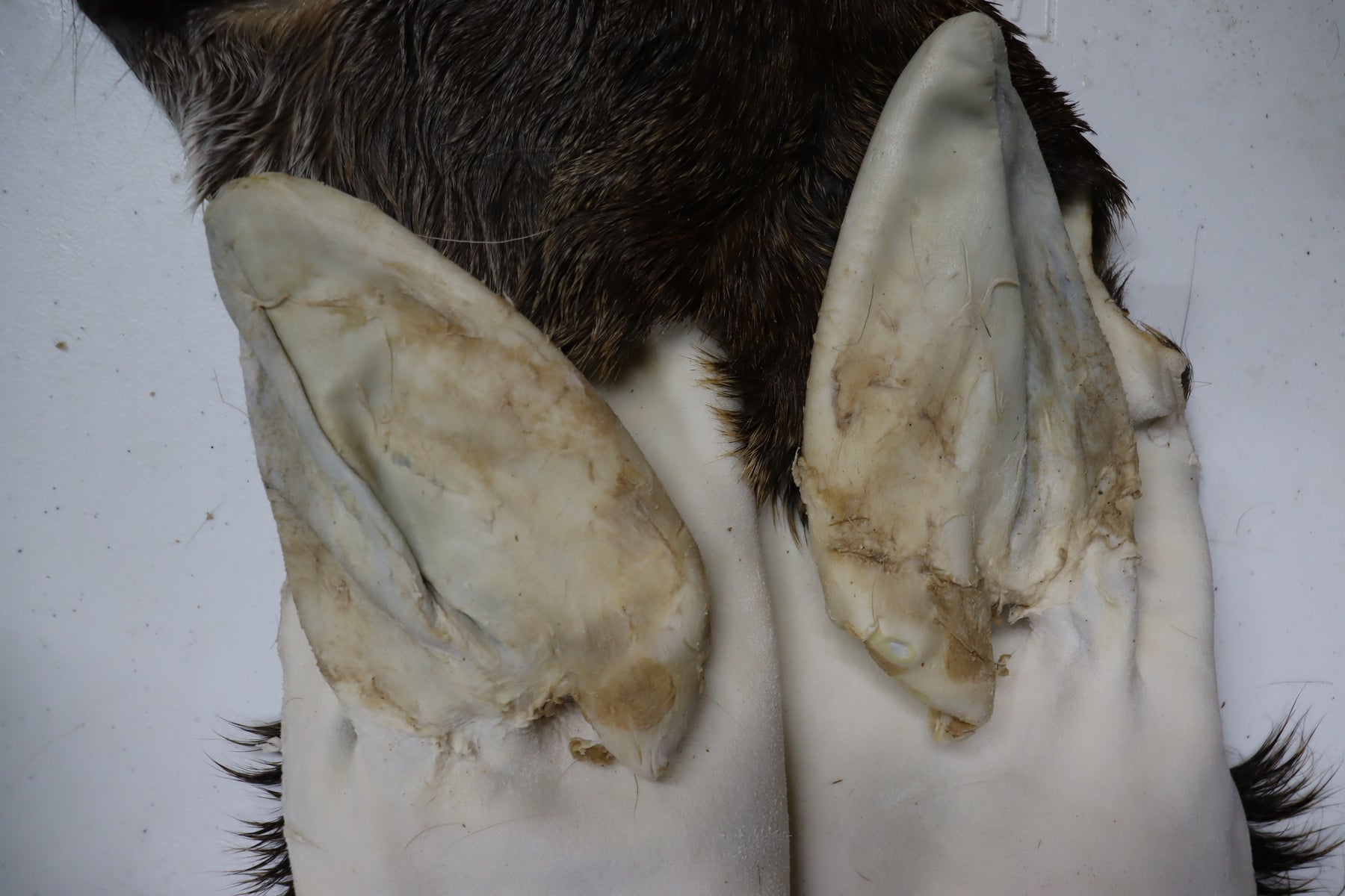 Tanned Hides For Sale - Old Barn Inc. – Old Barn Taxidermy & Tannery