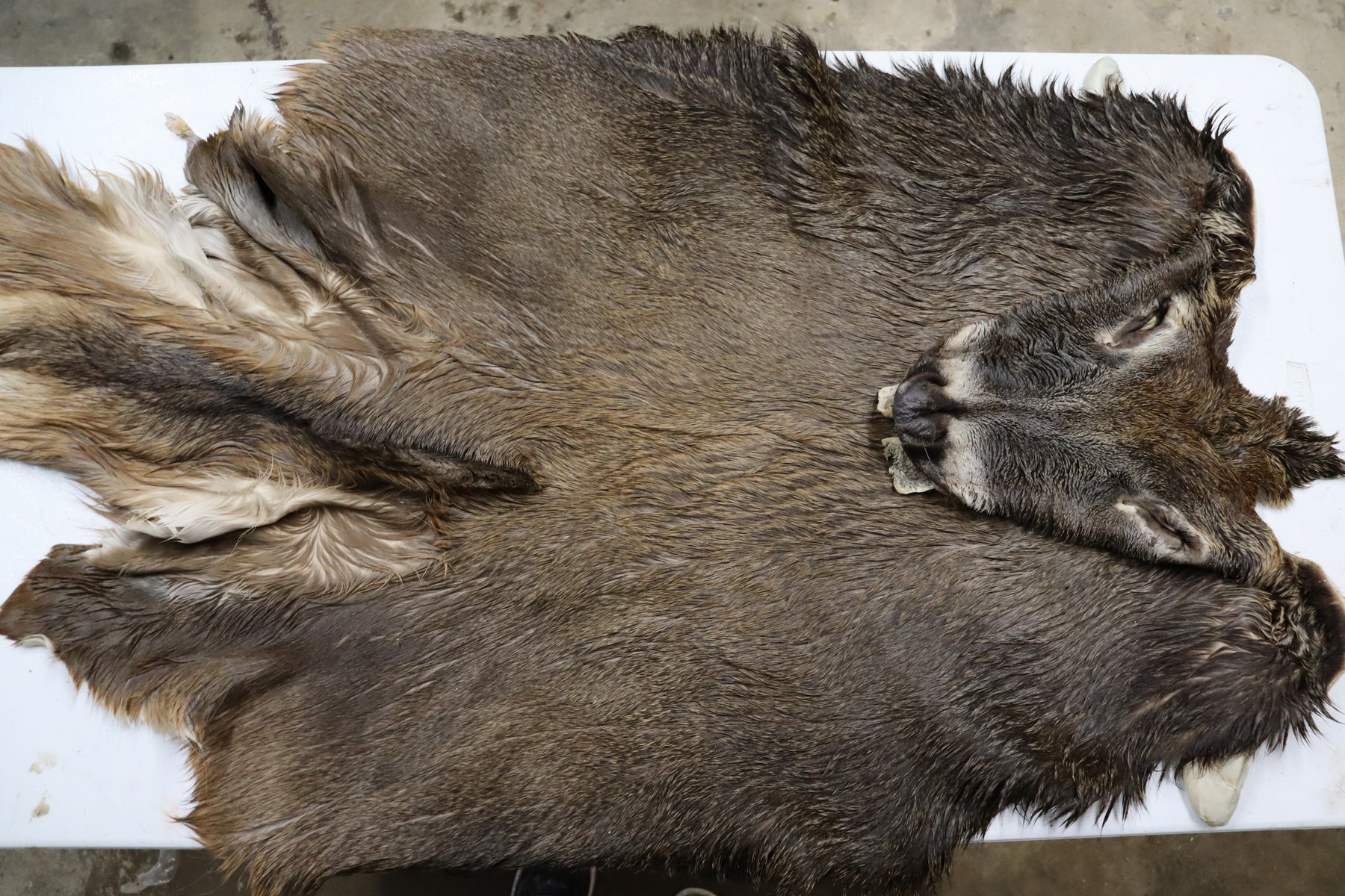 Tanned Hides For Sale - Old Barn Inc. – Old Barn Taxidermy & Tannery