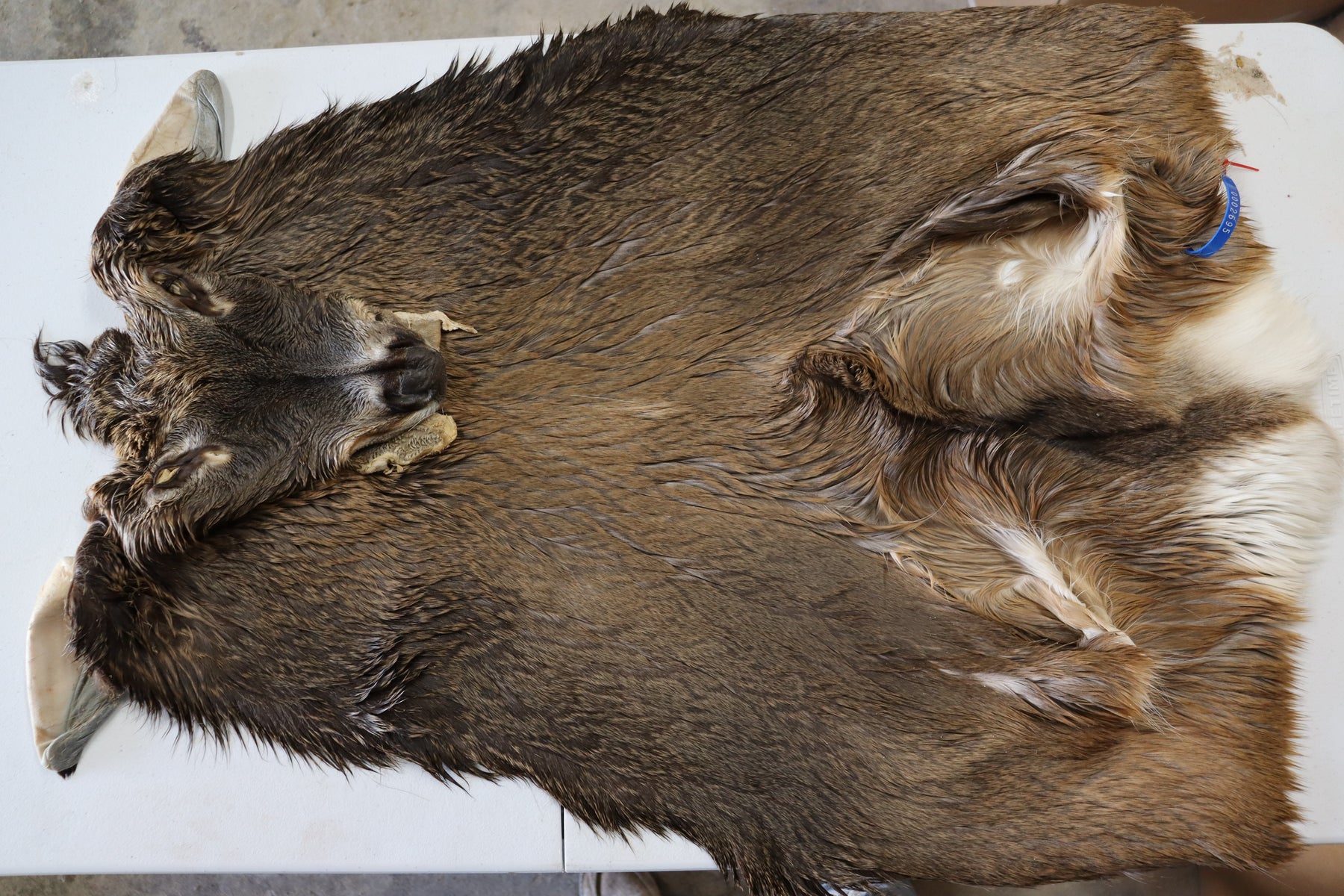 Tanned Hides For Sale - Old Barn Inc. – Old Barn Taxidermy & Tannery