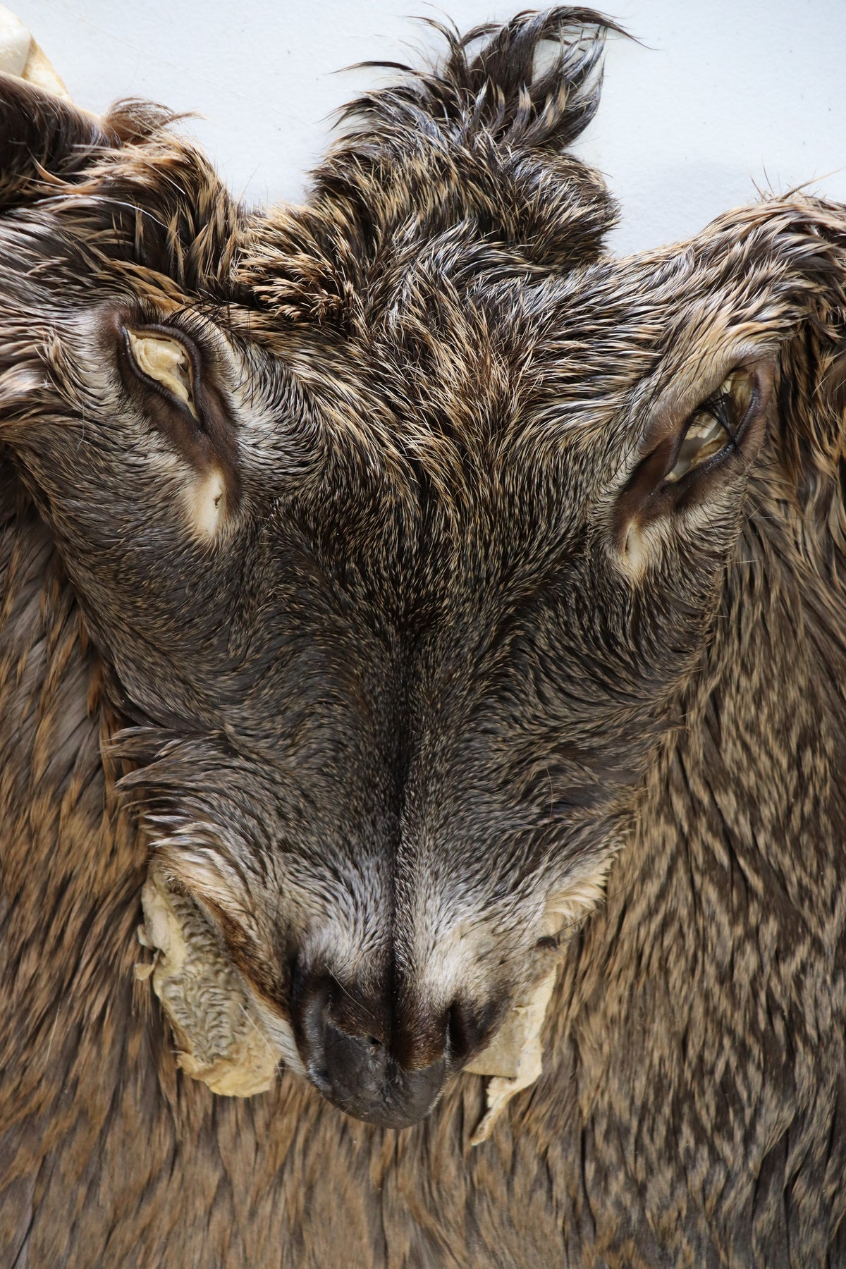 Tanned Hides For Sale - Old Barn Inc. – Old Barn Taxidermy & Tannery