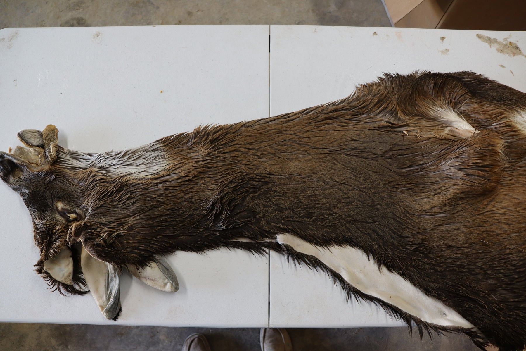 Tanned Hides For Sale - Old Barn Inc. – Old Barn Taxidermy & Tannery