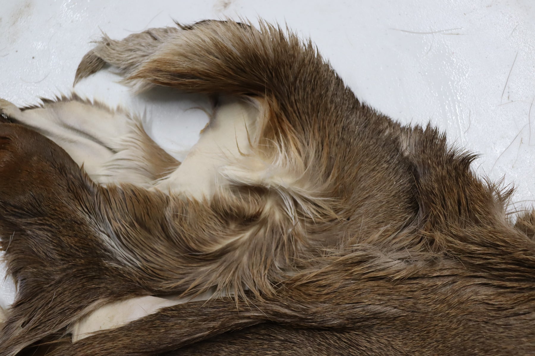 Tanned Hides For Sale - Old Barn Inc. – Page 2 – Old Barn Taxidermy ...