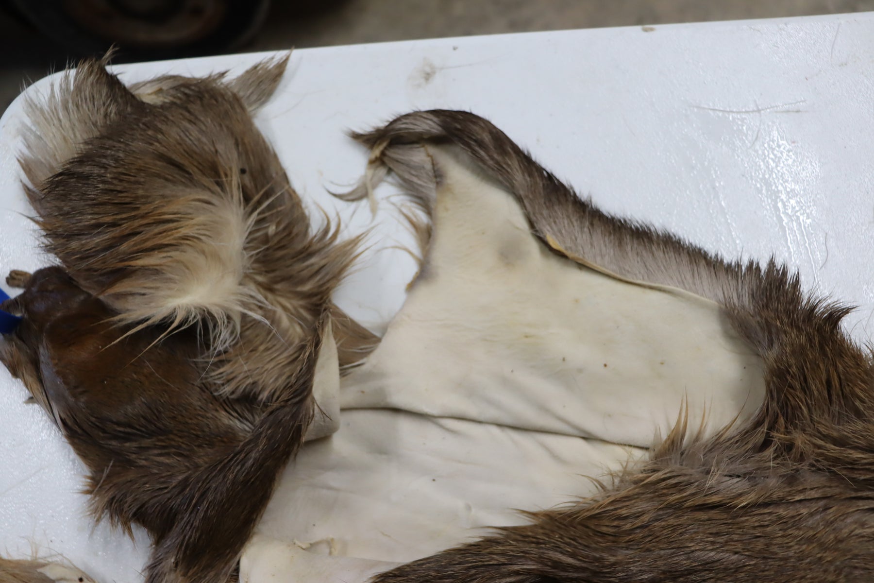 Tanned Hides For Sale - Old Barn Inc. – Page 3 – Old Barn Taxidermy ...
