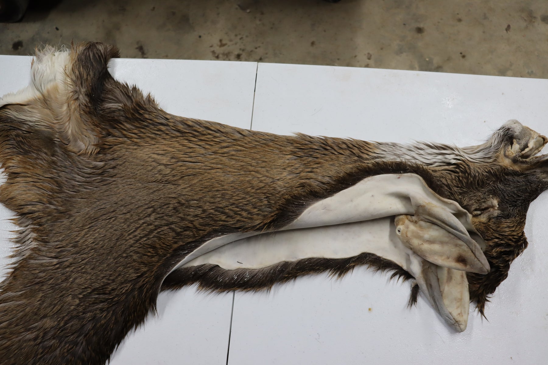 Taxidermy & Tannery – Old Barn Taxidermy & Tannery