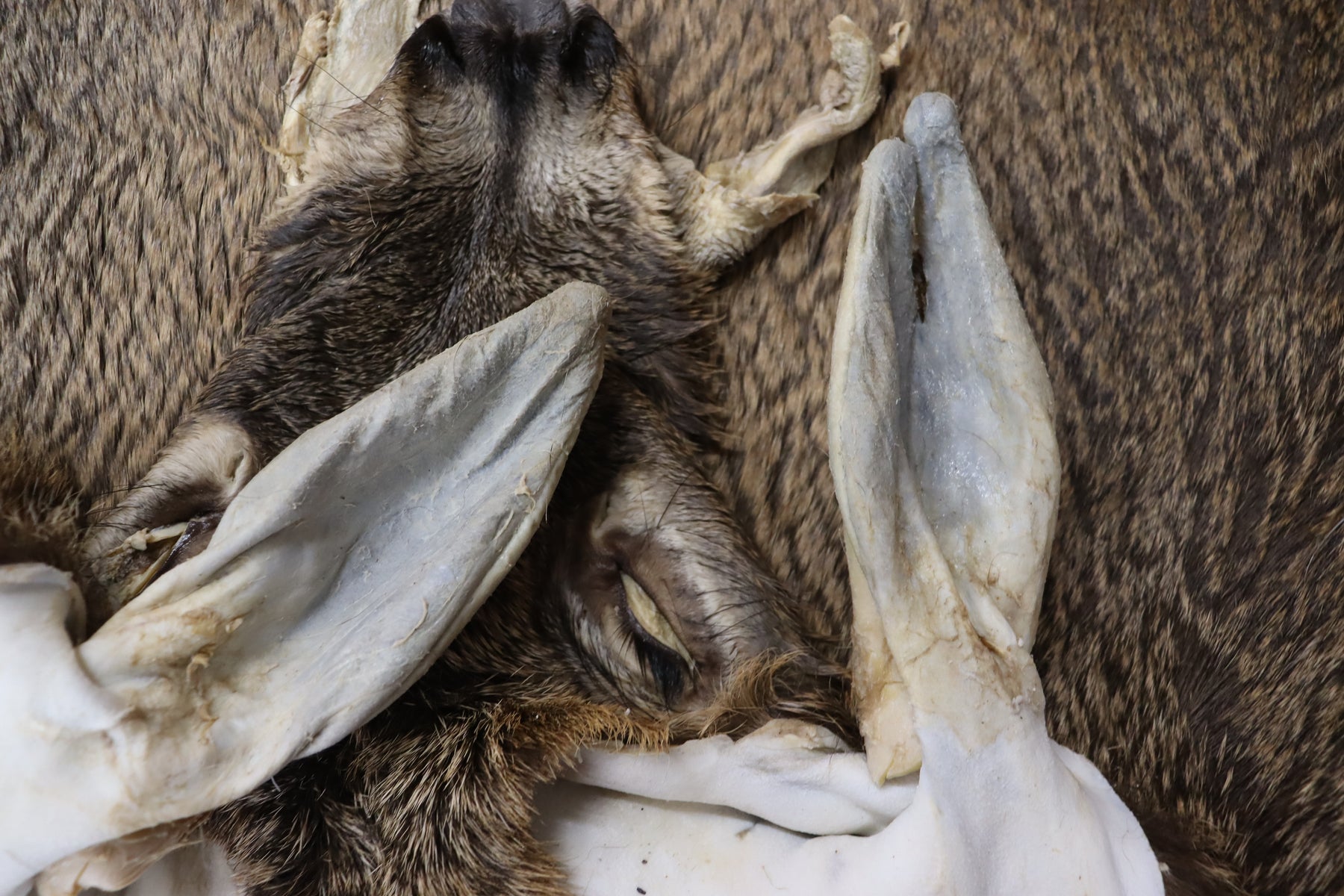 Tanned Hides For Sale - Old Barn Inc. – Page 2 – Old Barn Taxidermy ...