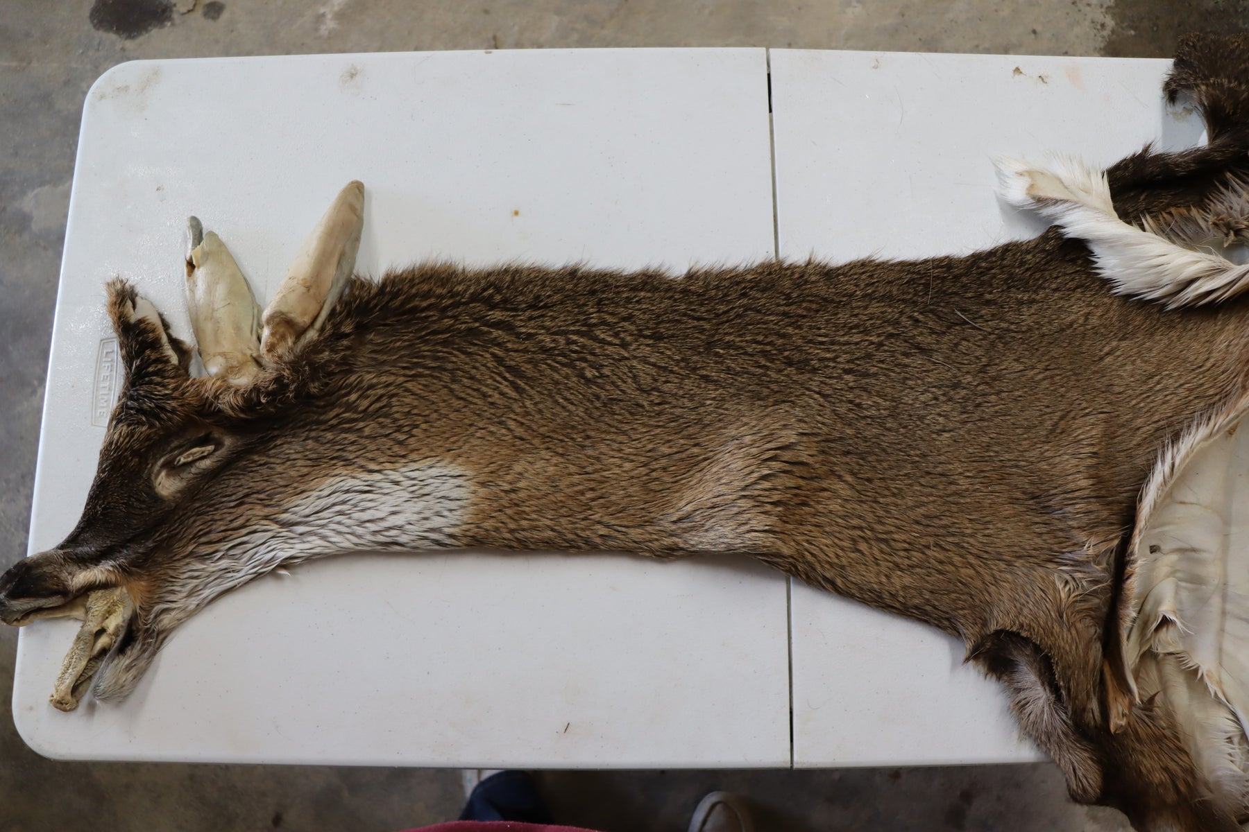 Tanned Hides For Sale - Old Barn Inc. – Old Barn Taxidermy & Tannery