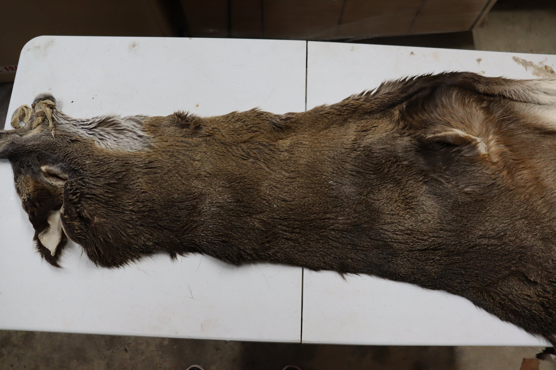 Tanned Hides For Sale - Old Barn Inc. – Old Barn Taxidermy & Tannery