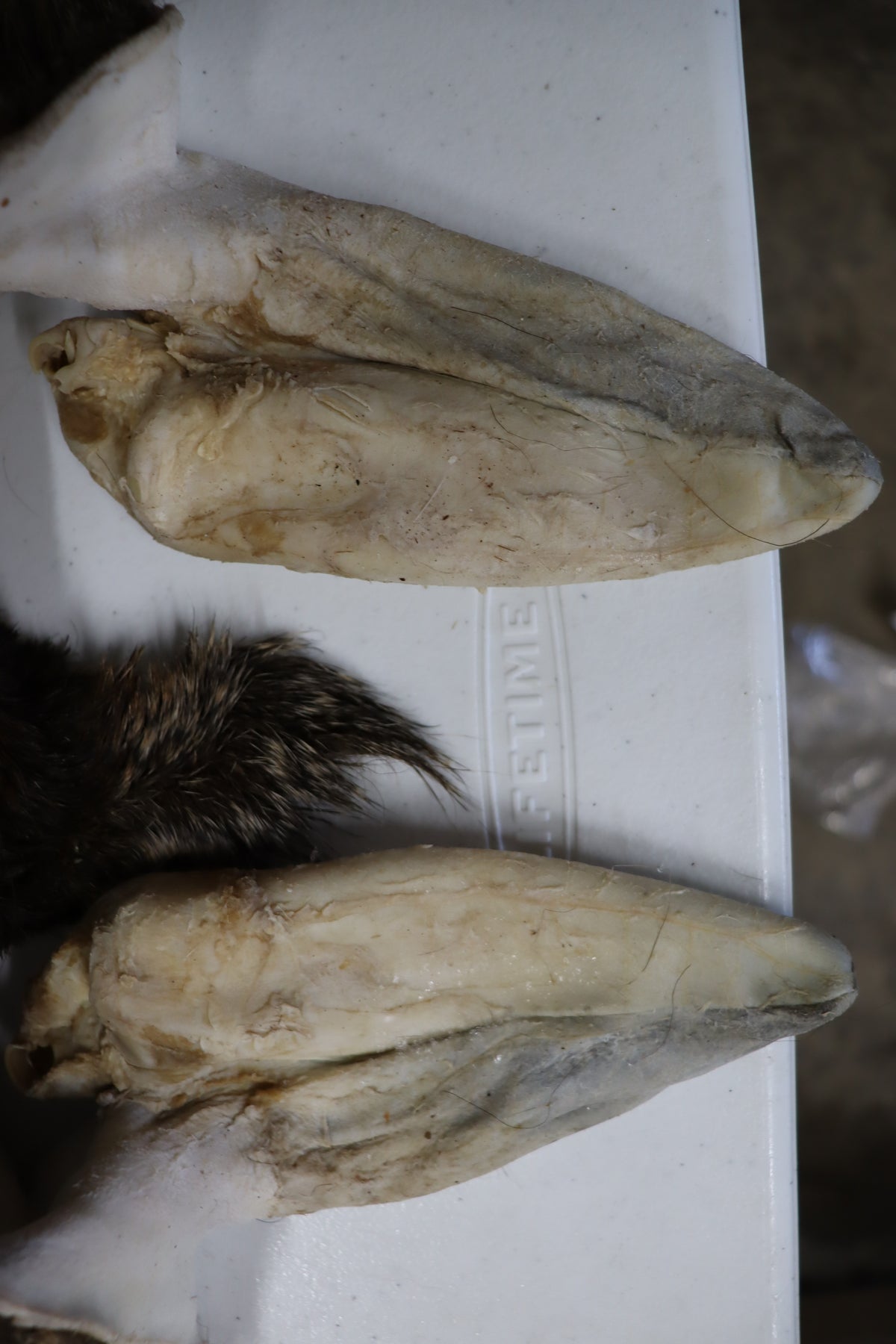 Tanned Hides For Sale - Old Barn Inc. – Old Barn Taxidermy & Tannery