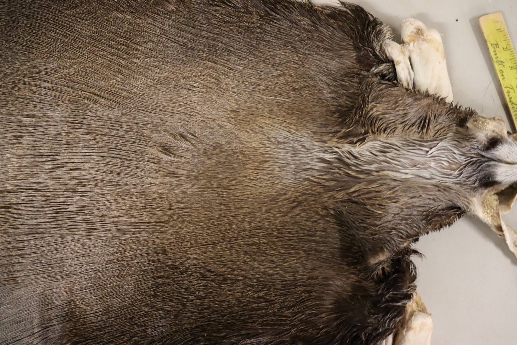 Tanned Hides For Sale - Old Barn Inc. – Page 2 – Old Barn Taxidermy ...