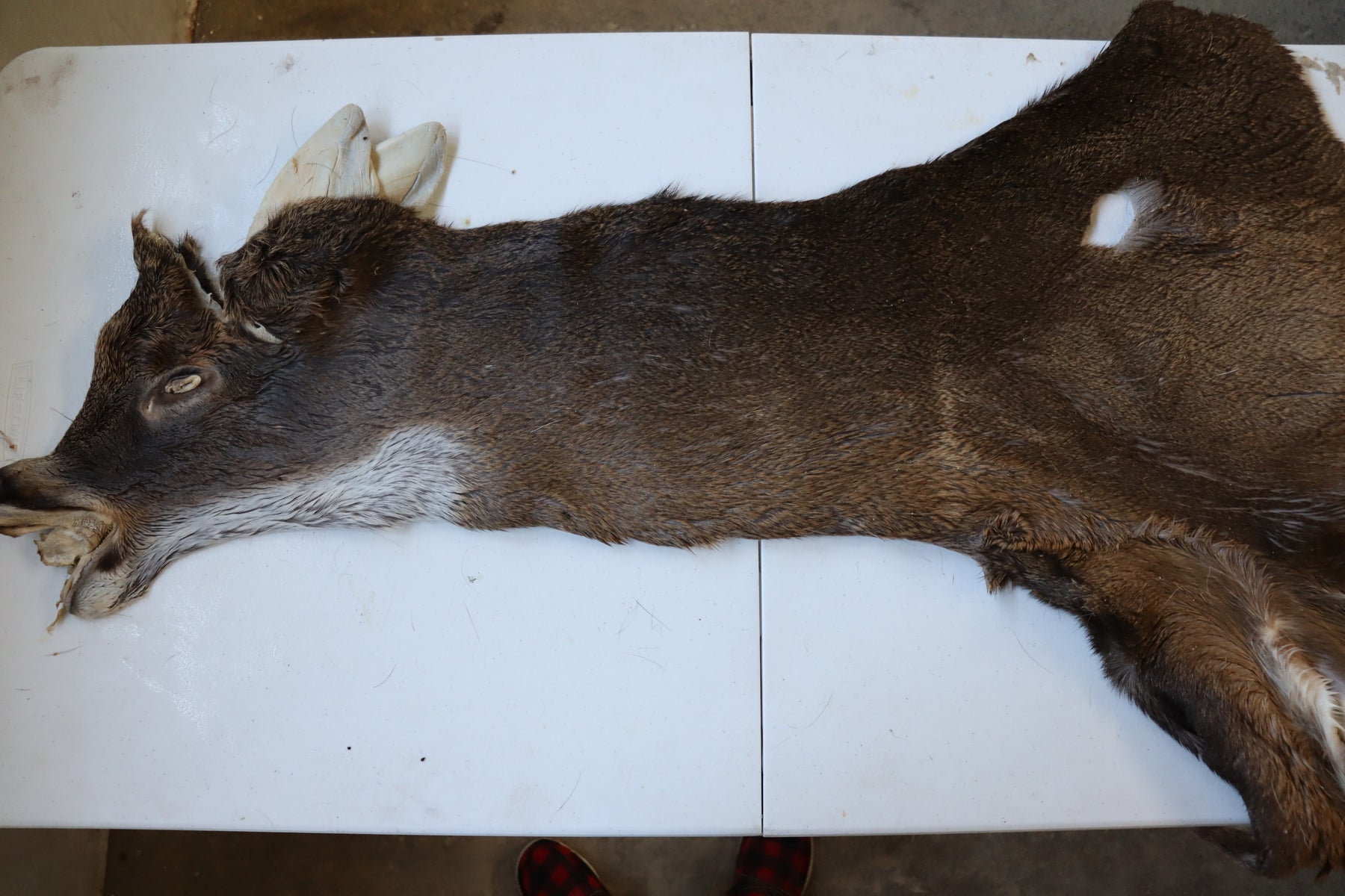 Tanned Hides For Sale - Old Barn Inc. – Old Barn Taxidermy & Tannery