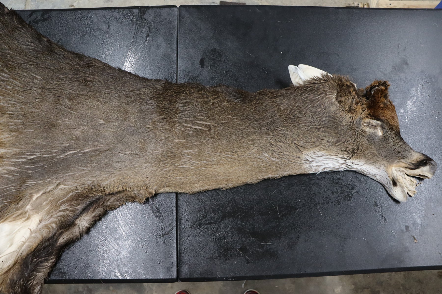 Tanned Hides For Sale - Old Barn Inc. – Old Barn Taxidermy & Tannery