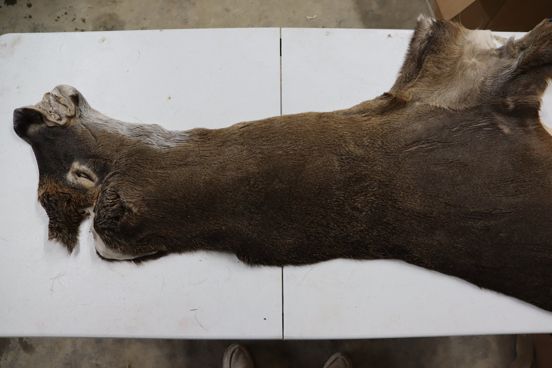 Tanned Hides For Sale - Old Barn Inc. – Old Barn Taxidermy & Tannery