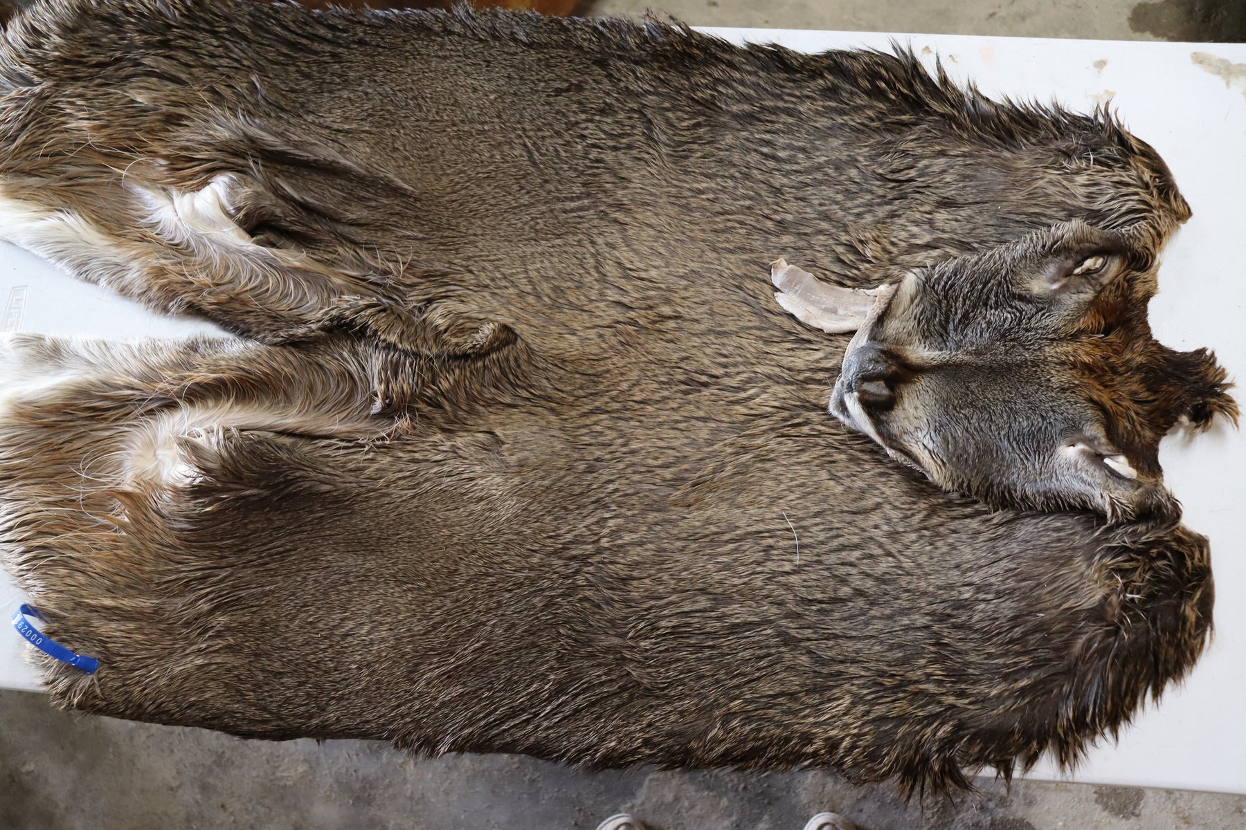 Tanned Hides For Sale - Old Barn Inc. – Page 2 – Old Barn Taxidermy ...