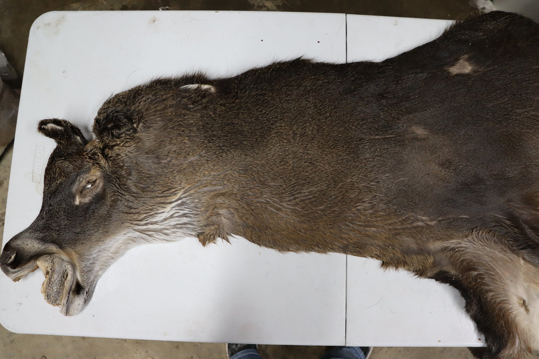 Tanned Hides For Sale - Old Barn Inc. – Old Barn Taxidermy & Tannery