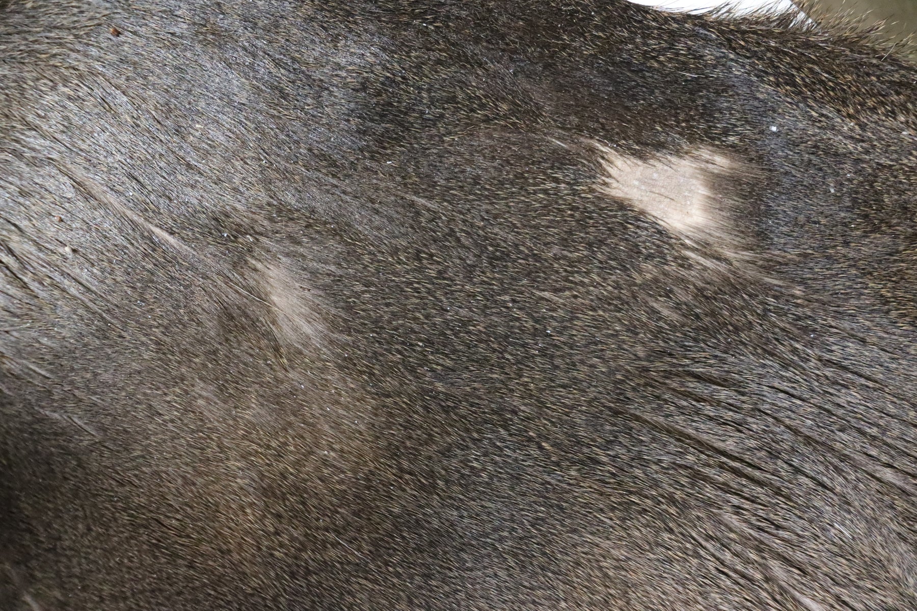 Tanned Hides For Sale - Old Barn Inc. – Old Barn Taxidermy & Tannery