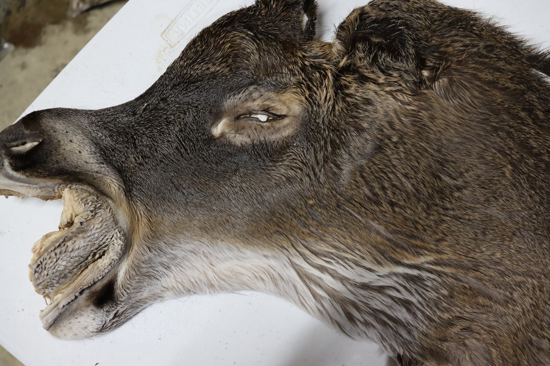 Tanned Hides For Sale - Old Barn Inc. – Old Barn Taxidermy & Tannery