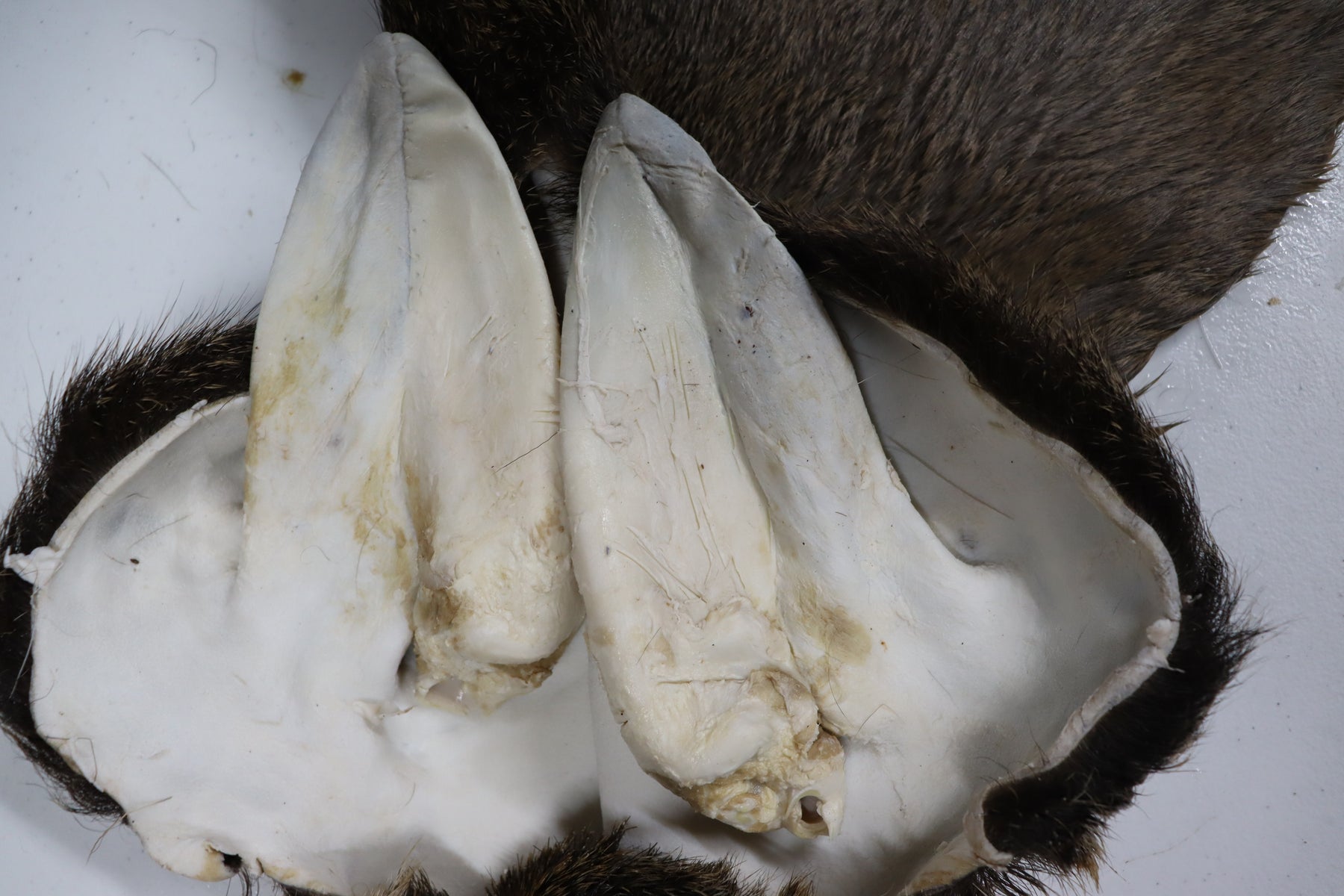 Tanned Hides For Sale - Old Barn Inc. – Old Barn Taxidermy & Tannery