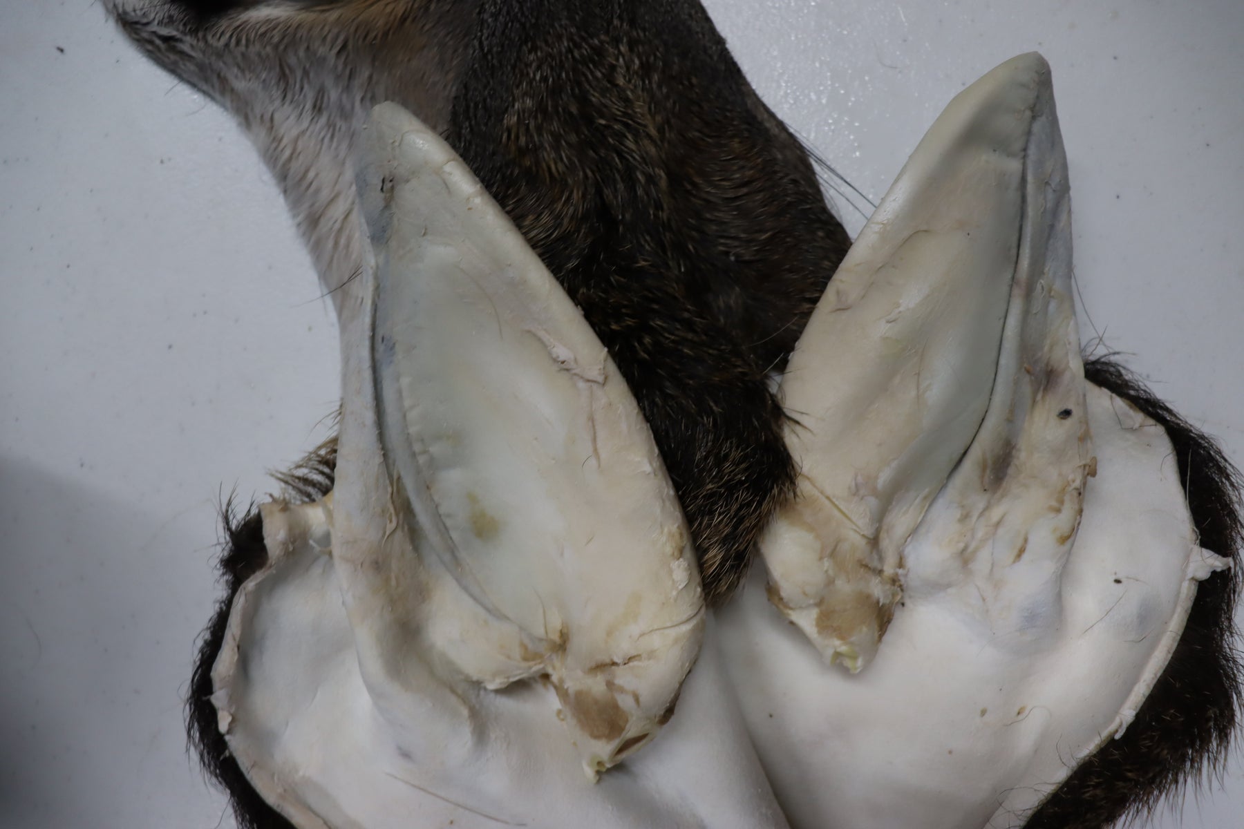 Tanned Hides For Sale - Old Barn Inc. – Old Barn Taxidermy & Tannery